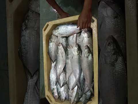 Fresh Hilsa Fish - Wholesale Price & Mandi Rate for Tenualosa ilisha in ...