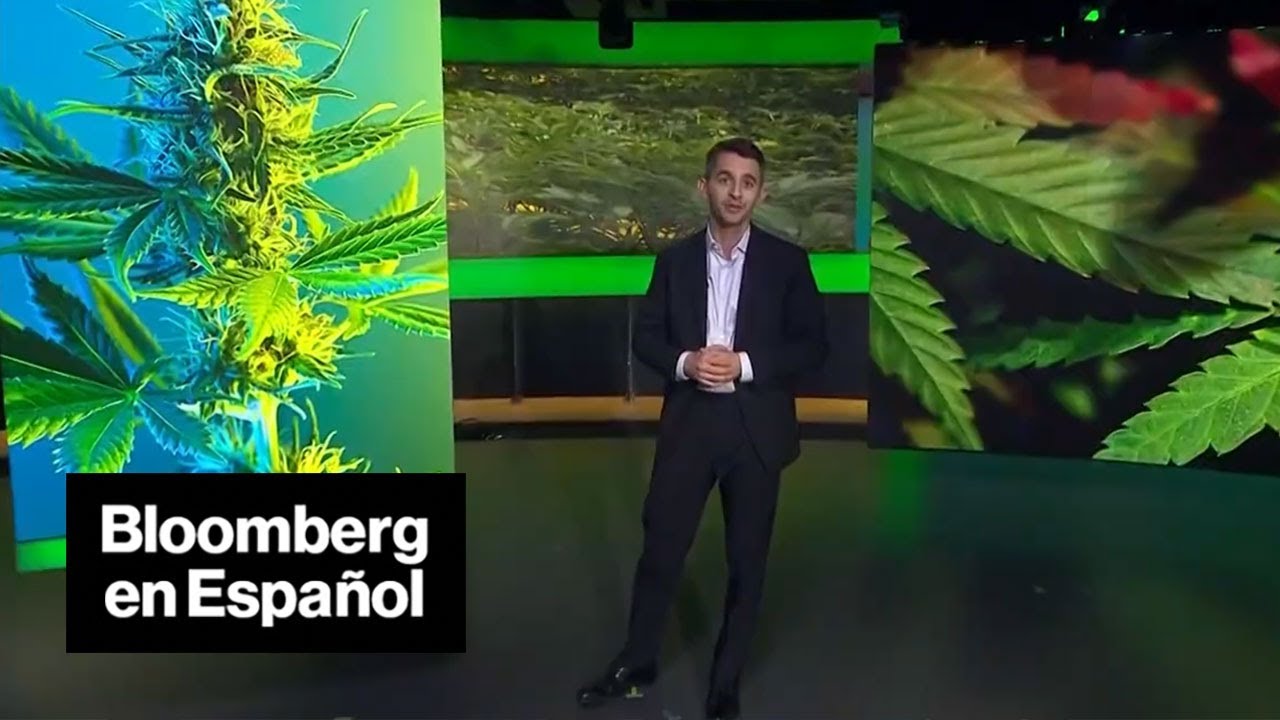 Alemania avanza hacia la legalización de la marihuana | Bloomberg en Español