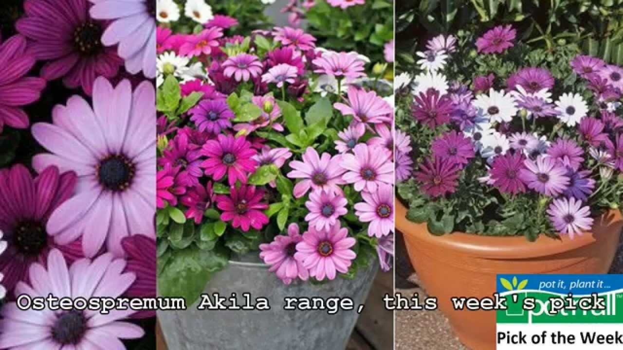 Osteospermum Akila Range: Pick Of The Week 29th June-4th July