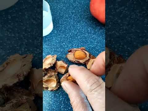 Propagating Nectarine Seeds | Bida Plantliner