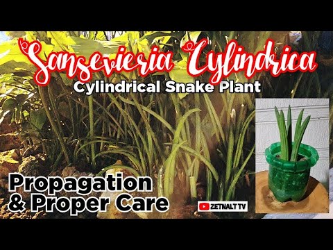 SANSEVIERIA CYLINDRICA (CYLINDRICAL SNAKE PLANT) CARE & PROPAGATION