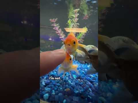 NEW GOLDFISH TANK