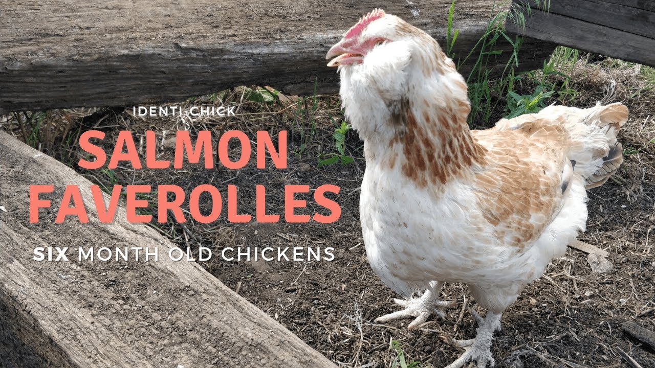 Salmon Faverolles: 6-Month-Old Chickens