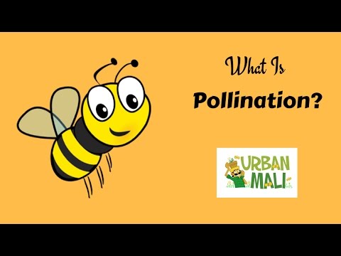 What is Pollination? Urbanmali.com