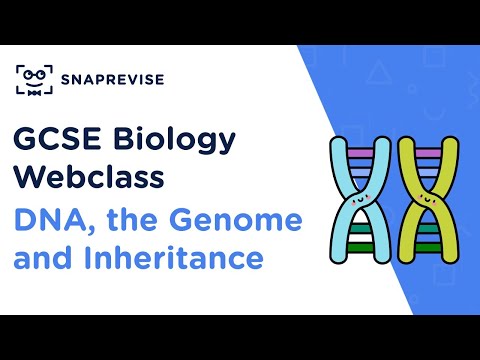 GCSE Biology: DNA, the Genome and Inheritance | Revision Webclass