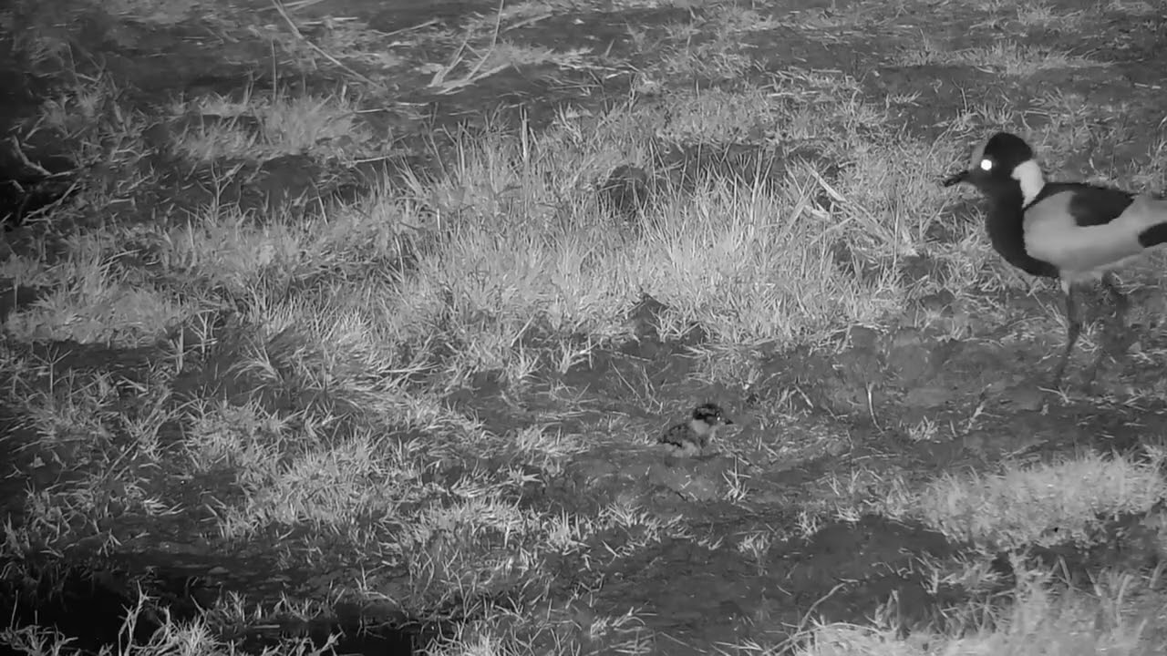 Blacksmith Lapwing Chick | Ranger Insights
