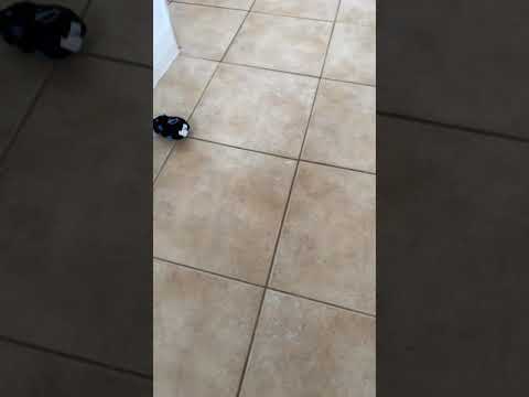 Zhu Zhu stonewall brigadier general hamster toy