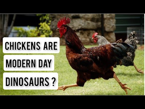 Are Chickens Really The Closest Descendants Of T-Rex Dinosaurs?