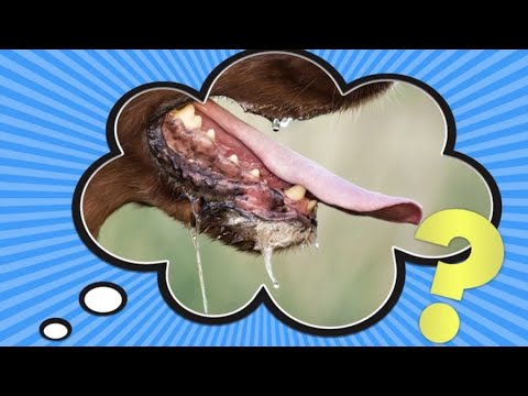 Why Do Dogs Drool?