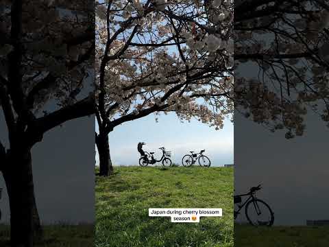 Cherry blossom season #japan #tokyo #japanvlog #japanese #japantravel #tokyovibes #japaneseculture