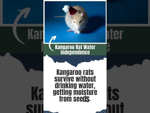 10 Mind-Blowing Desert Animal Facts You Wonβt Believe! π΅πͺ