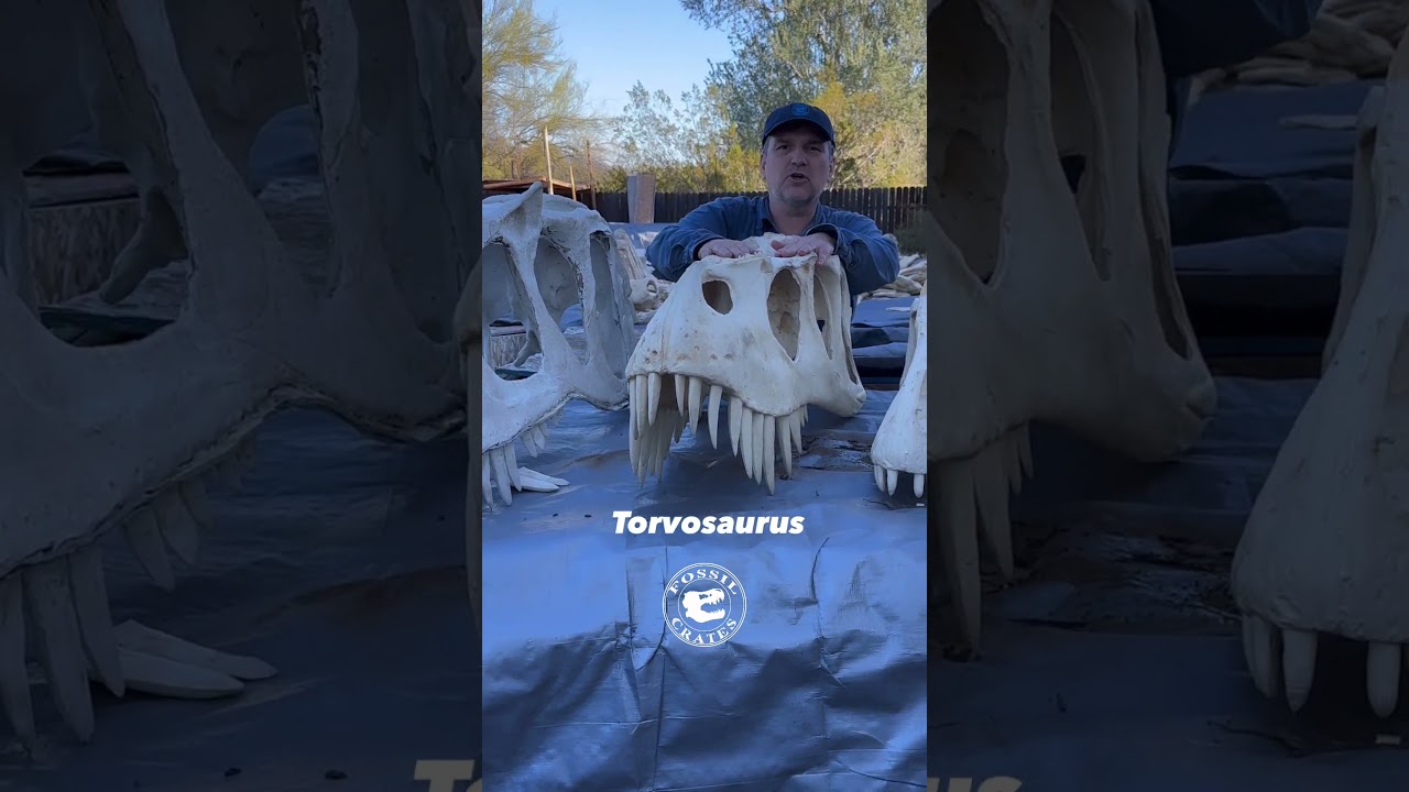 Unleashing The Giants Of Morrison: Saurophaganax vs Torvosaurus vs Allosaurus Skull Comparison