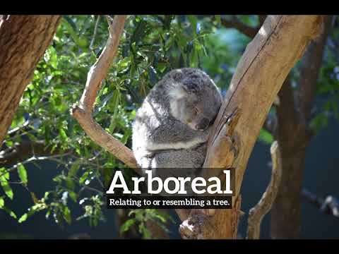 What is Arboreal? | How to Say Arboreal in English? | How Does Arboreal Look?