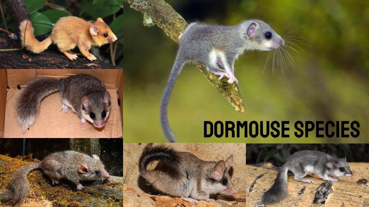 All Dormouse species / complete list of dormouse/ types of dormouse/