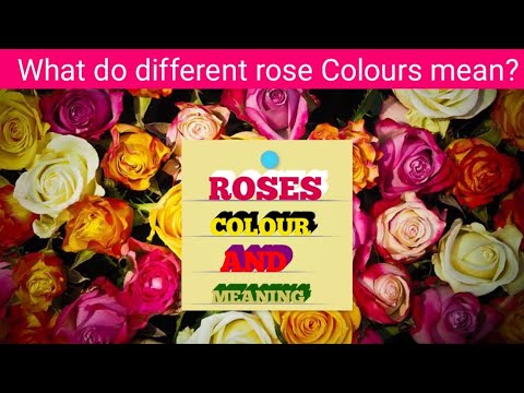 What do different rose Colours mean?
