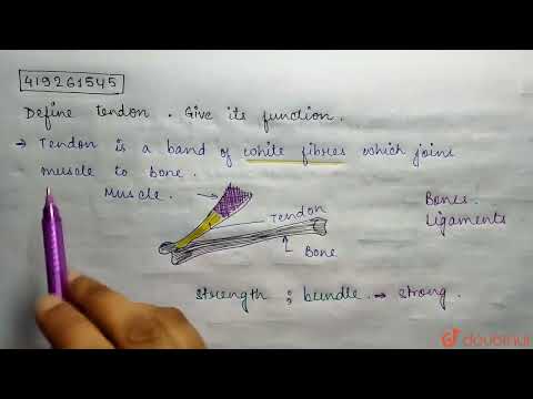 Define tendon. Give its function. | CLASS 11 | STRUCTURAL ORGANISATION IN ANIMALS | BIOLOGY | D...