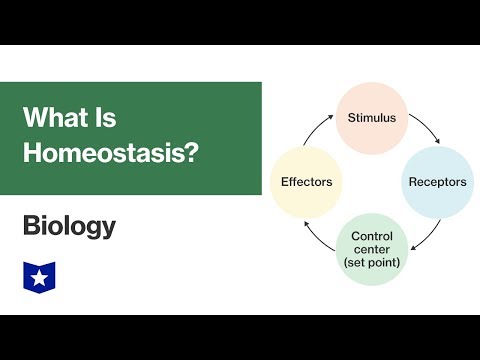 What Is Homeostasis? | Biology
