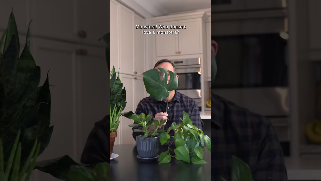 5 Easy Houseplants Everyone Can Grow: A Beginner's Guide