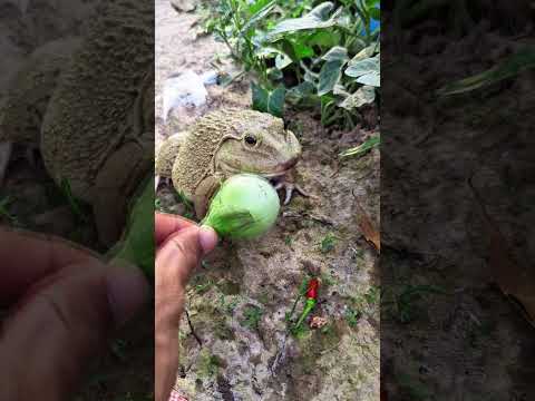 The laughter of frogs | surprise frog funny jump | animal funny video | tep longheng funny