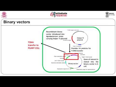 Binary and Co-integrative Vectors – Mitesh Shrestha