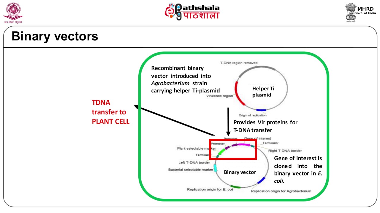 Cointegrate and binary vectors