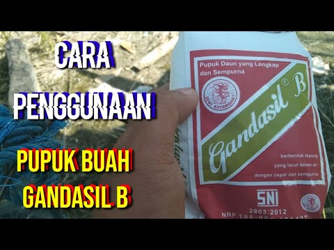 MANFAAT DAN CARA PENGGUNAAN PUPUK GANDASIL B PADA TANAMAN JAGUNG