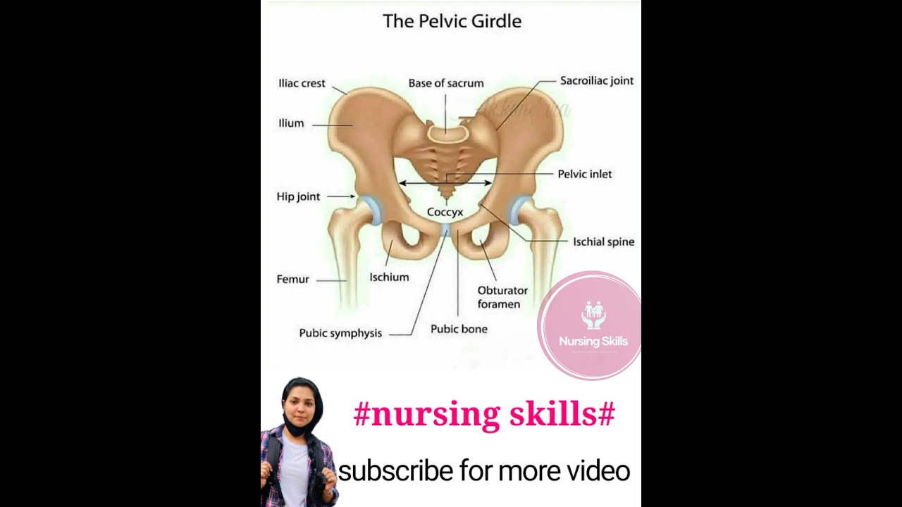 pelvic girdle anatomy | pelvic girdle anatomy nursing |