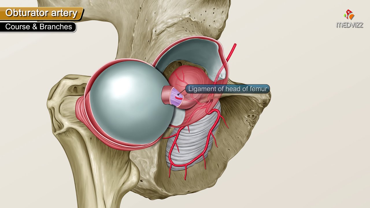 Obturator Artery Anatomy Animation - Origin , Course , Branches , supply and Clinical anatomy