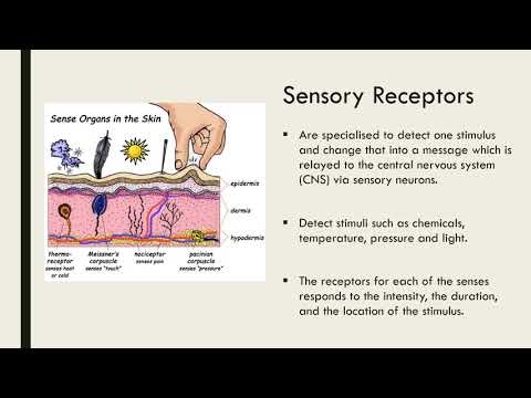 Stimulus-Response Model