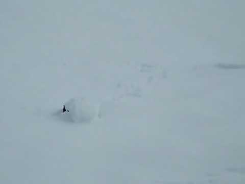 The playful, brainy, and destructive kea – Why Evolution Is True