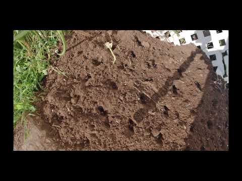 Growing Garlic from the garlic bulbils