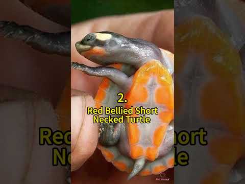 5 Weird and Wonderful Turtle Species 😲 | Crazy Facts | Amazing Facts | Cute Animal Facts