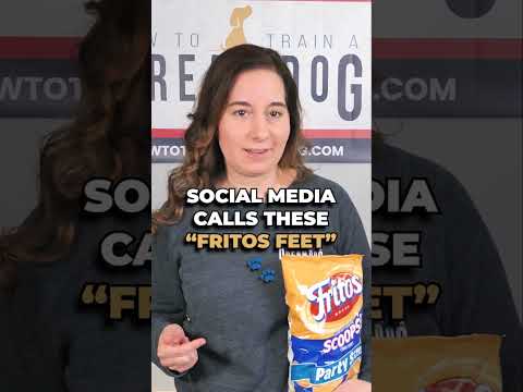 Why Do Dog’s Paws Smell Like Fritos #puppytraining #youtubedogshorts