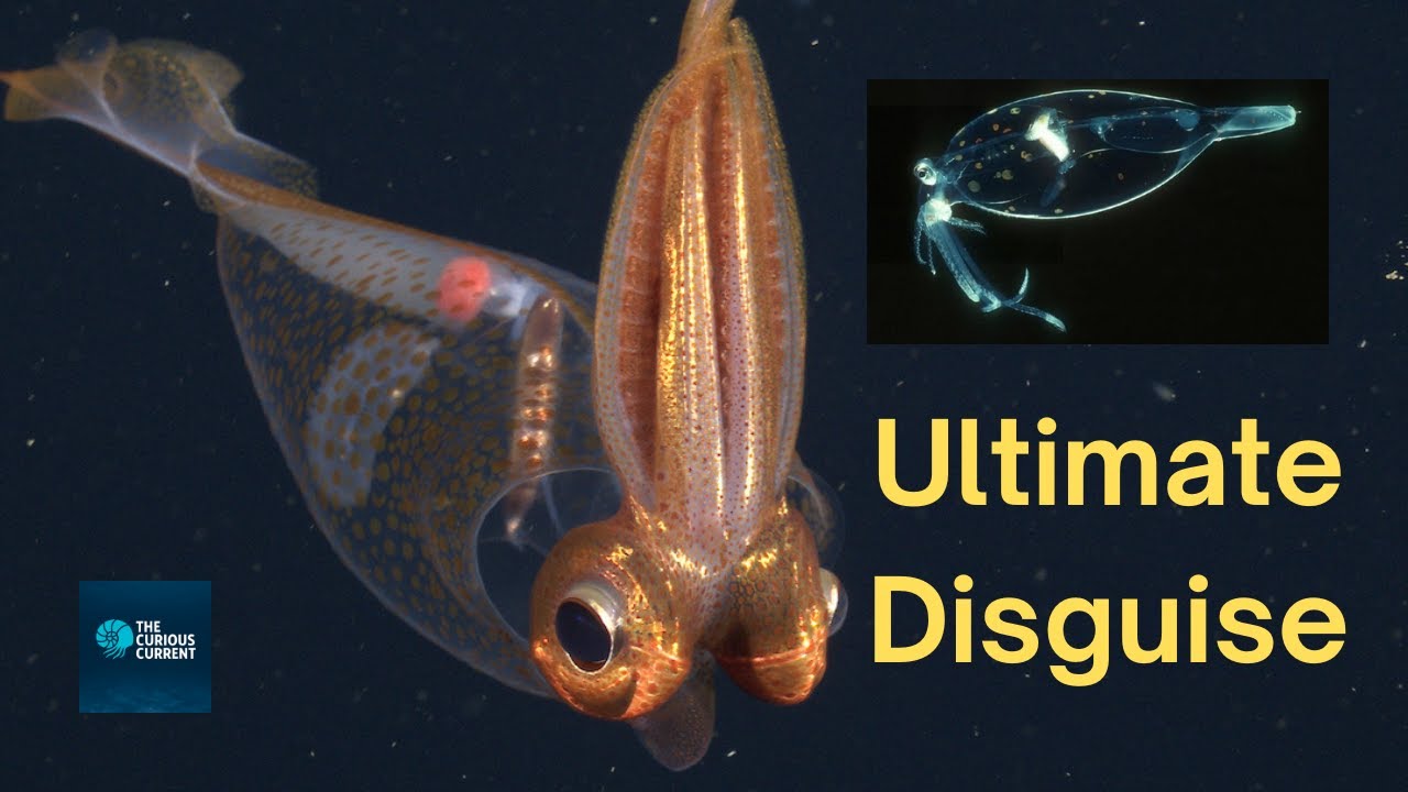 The Deep Sea Squid That Uses Light to Erase Itself