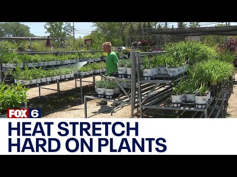 Spring heat, dry conditions; watering plants crucial for gardeners | FOX6 News Milwaukee