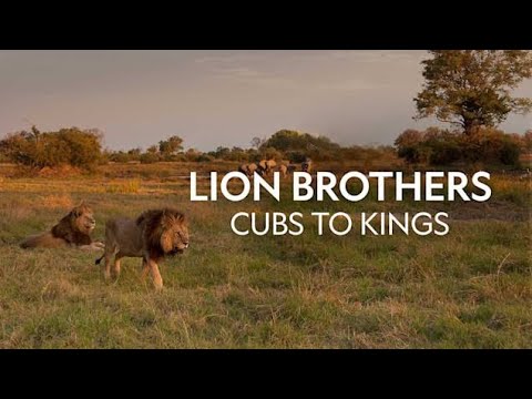 LION BROTHERS | CUBS TO KINGS | discovery channel video hindi animal | Wildlife Documentary in Hindi