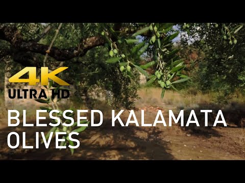 Kalamata Olives - Greece Mani Region in 4K - Blessed olives