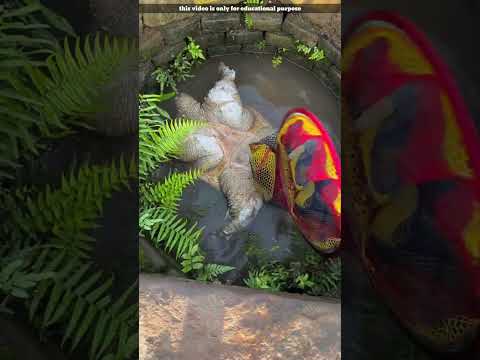 help the turtle like this guy #shorts #youtubeshorts