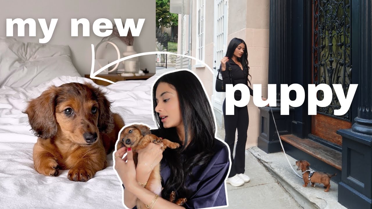 MEET MY NEW MINI DACHSHUND PUPPY  | First Week Vlog + Bringing Him Home!