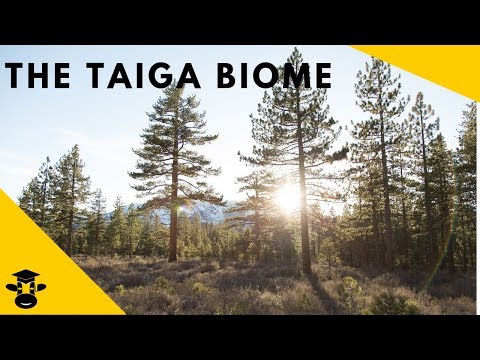 The Taiga-( Boreal Forest)-Biomes of the World