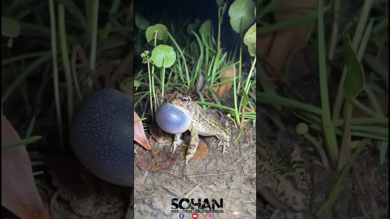 #frog #subscribe #shorts #shortvideo #viral