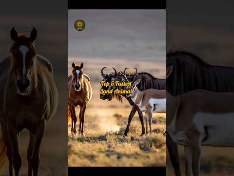 Top 5 Fastest land Animal in the World #shortvideo #animals #fastest