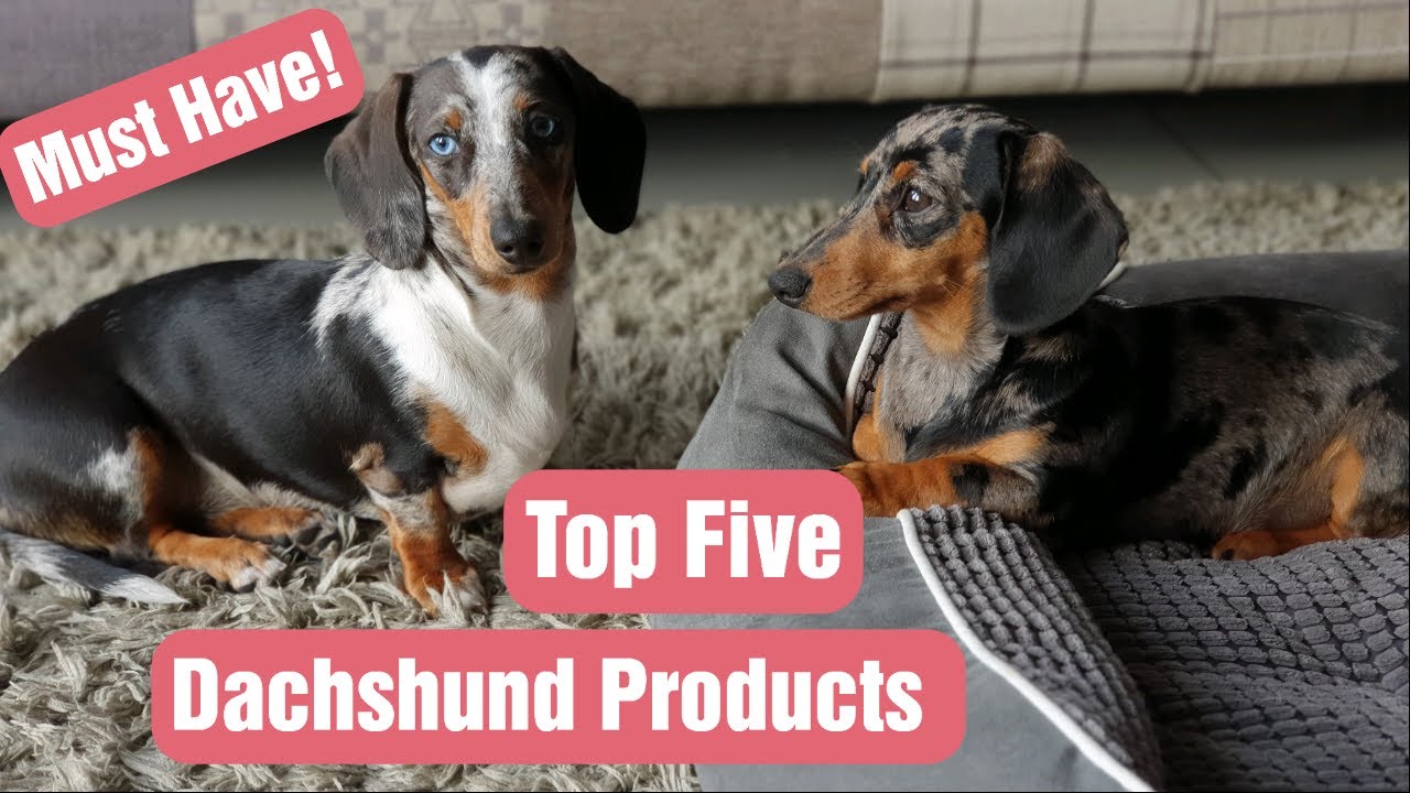FIVE Things You Should Have Before Bringing Your DACHSHUND PUPPY Home