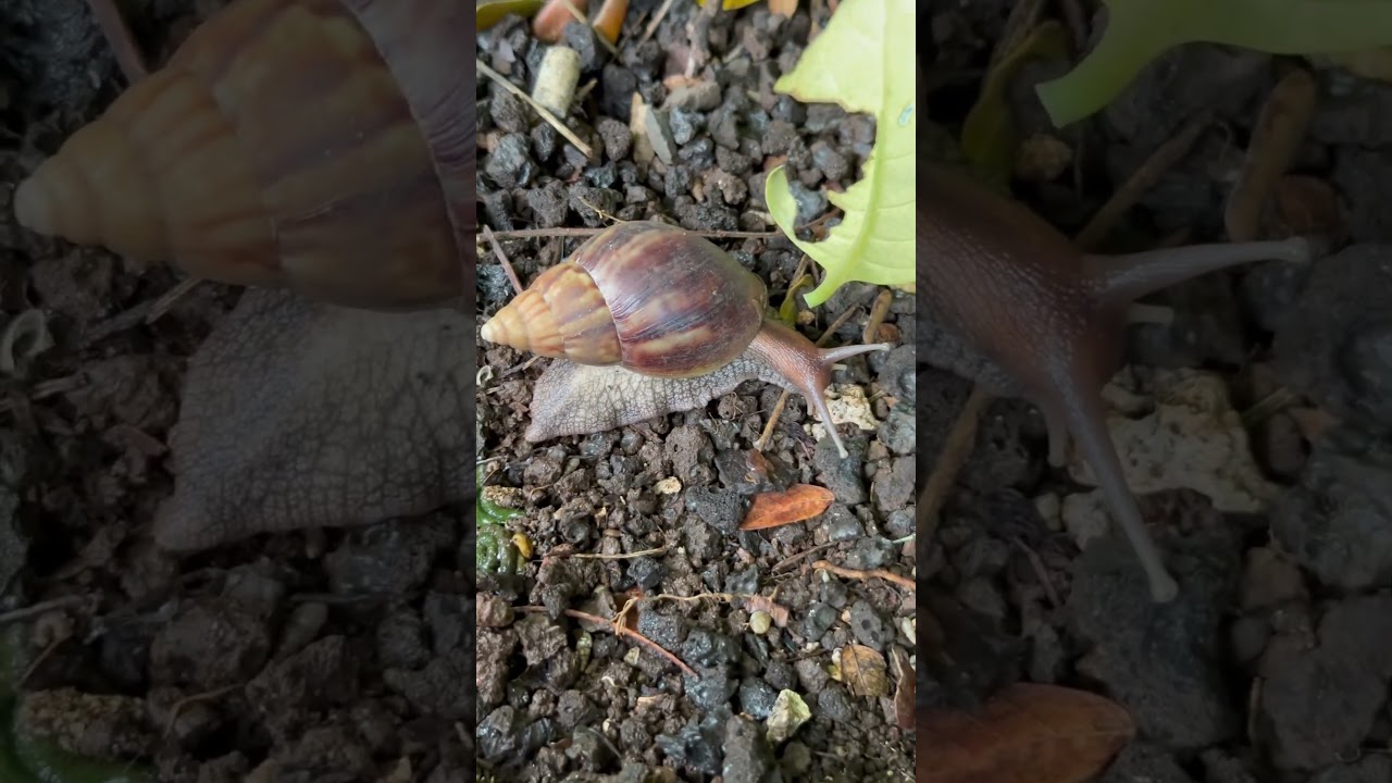 Is that green snail poop? 🐌 💩 #hawaii #snail #honolulu