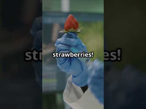 Japanese Scientists Just Created The Ice Cream That Doesn’t Melt #shorts