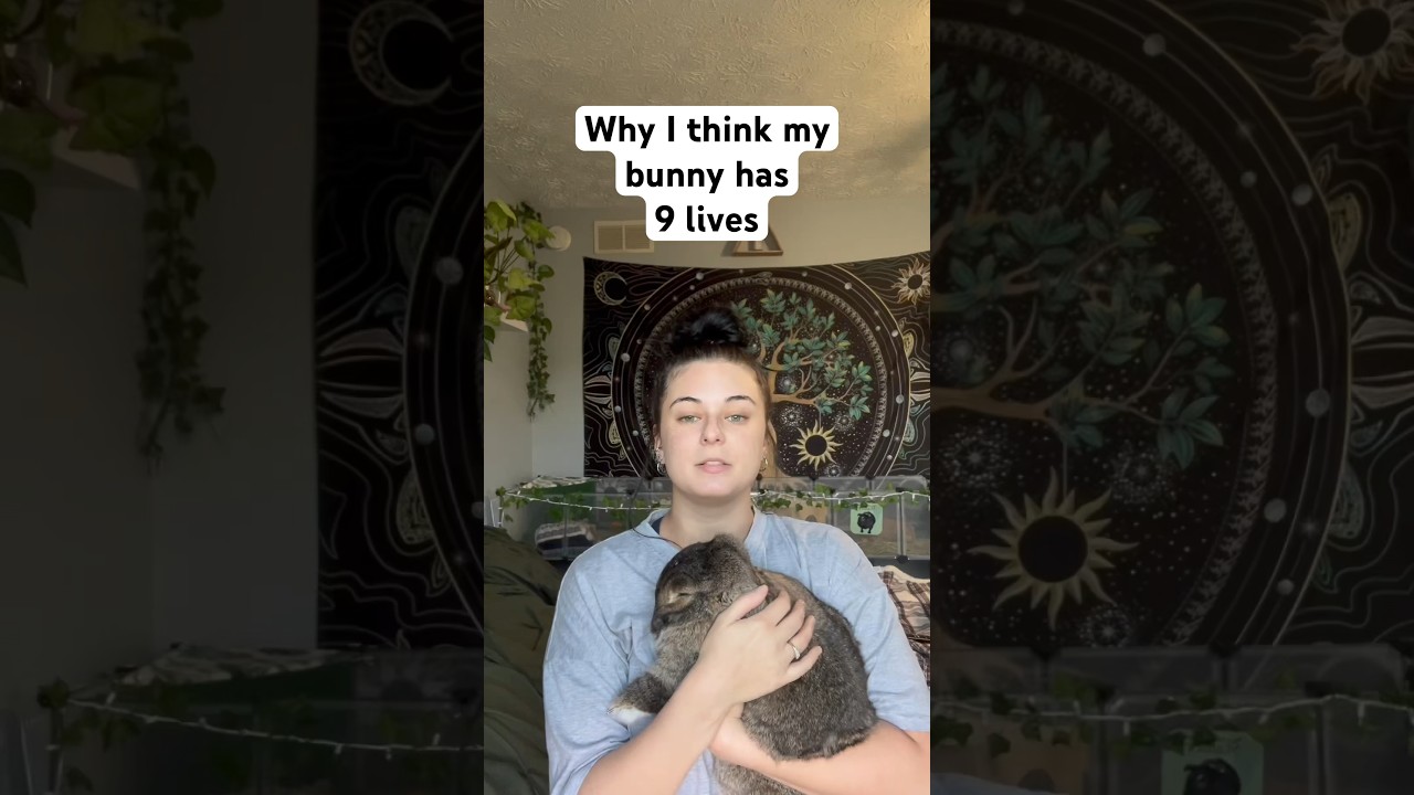 He was a MENACE #pets #petstory #bunny #rabbit #petbunny #cutepets #funnypets