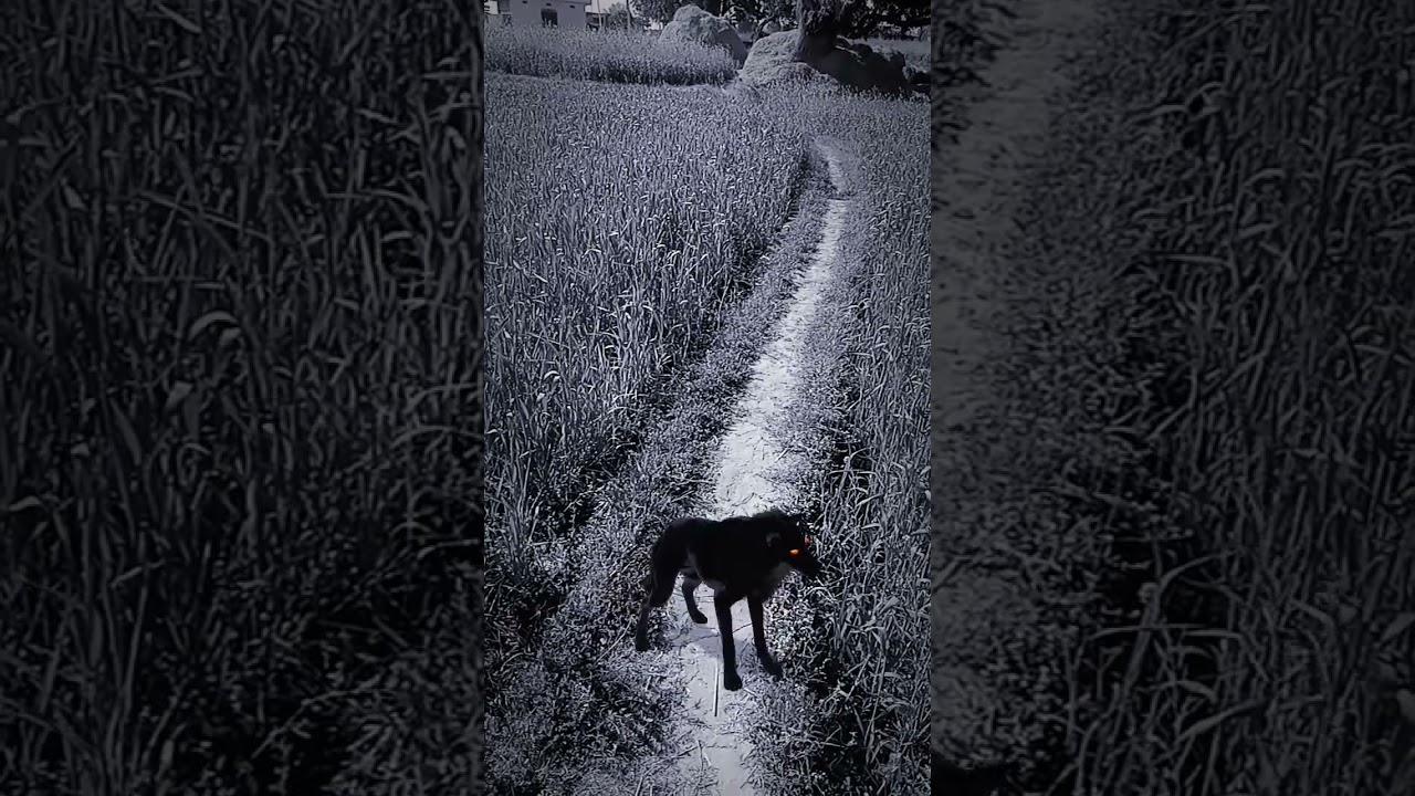 #wolfsounds #wildlife #relaxinwolf #horrorstories #wolf #scary #horror #wolfe #amanyadav
