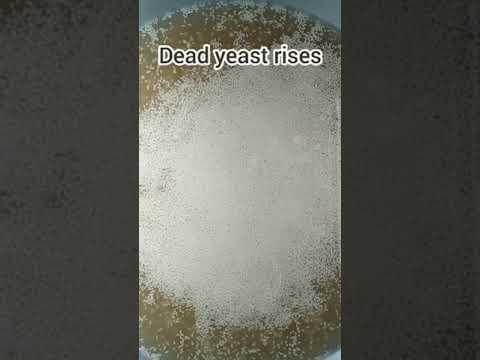 Dead vs live yeast in sugar medium