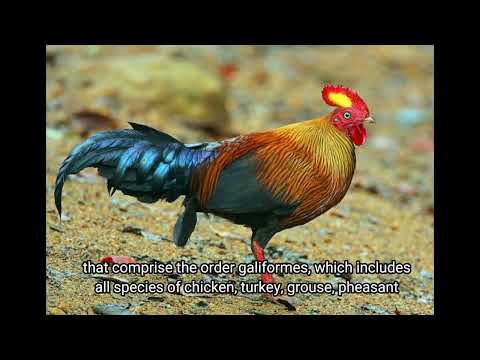 Aviculture x Gallinaceous | Poultry Terminologies | Shorts