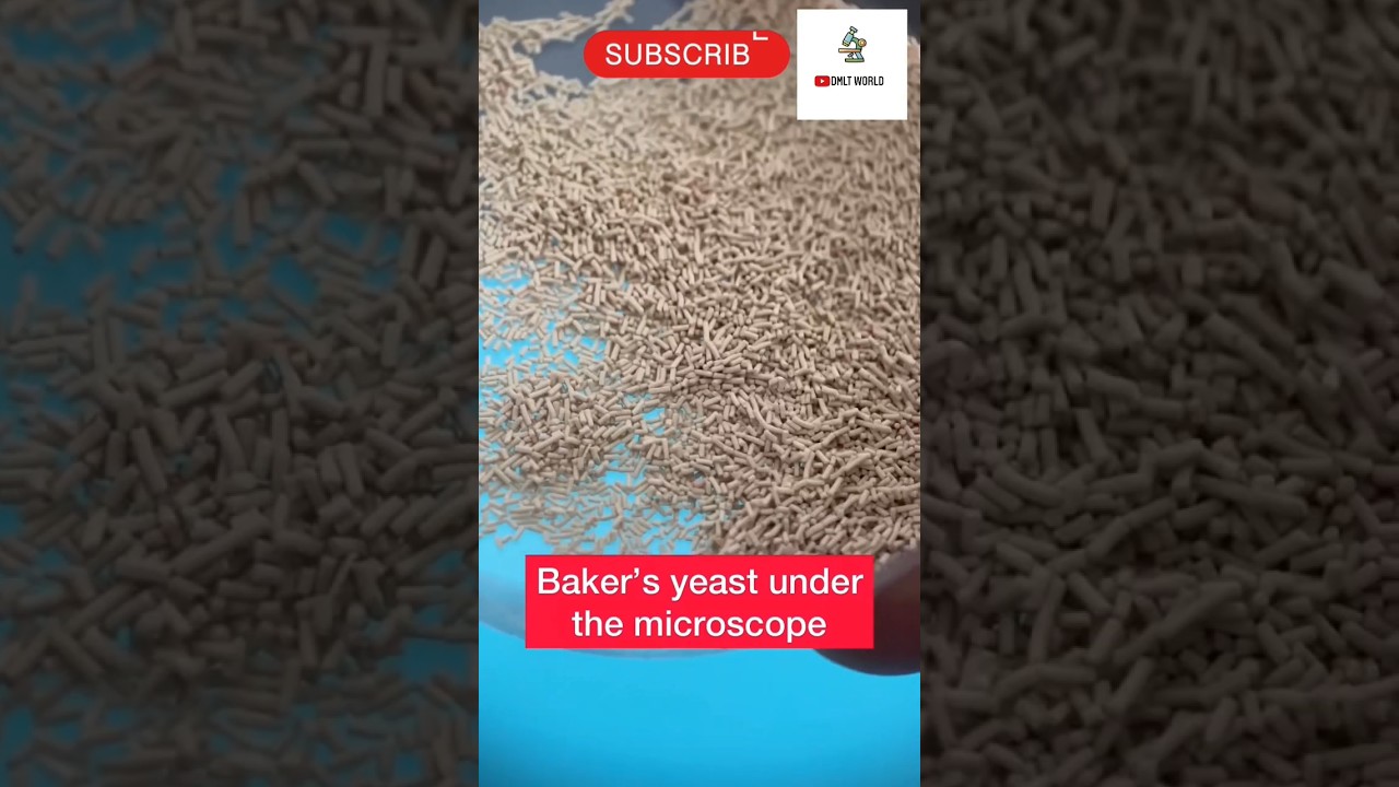 Baker's Yeast Under The Microscope #shorts #science #microscopy